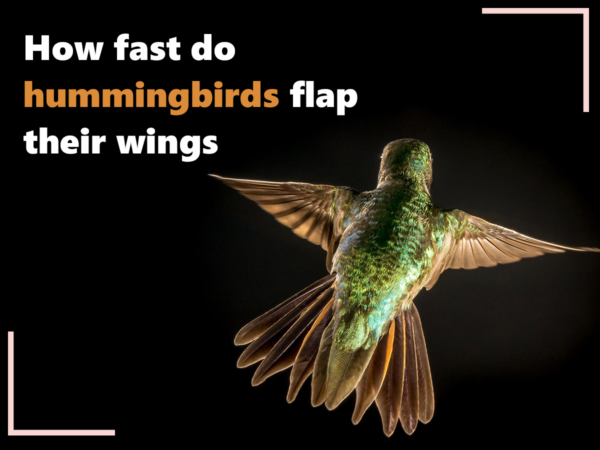 How Fast Do Hummingbirds Fly | Interesting Insights & Facts title