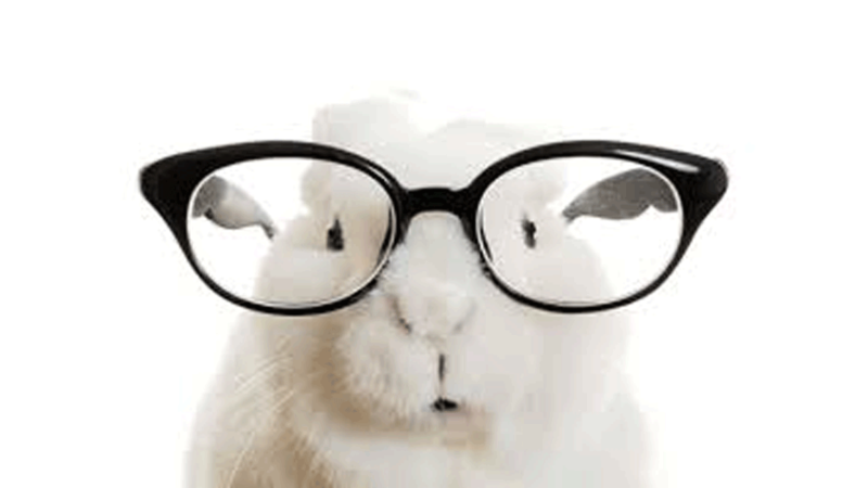 Can Rabbits See In Color | Are Rabbits Color blind