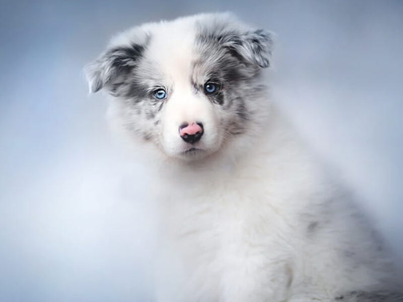 Blue Merle Australian Shepherd- Everything You Need To Know