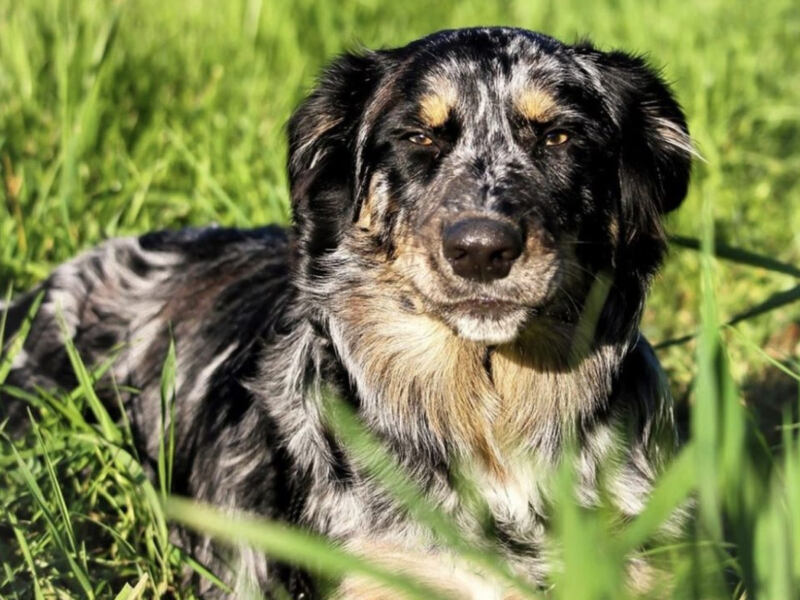 Blue Merle Australian Shepherd- Everything You Need To Know
