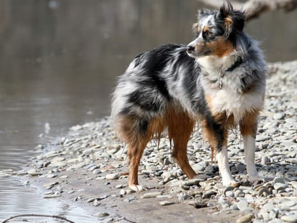 Blue Merle Australian Shepherd- Everything You Need To Know
