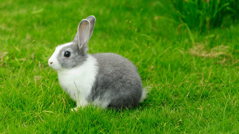 Can Rabbits See In Color | Are Rabbits Color blind