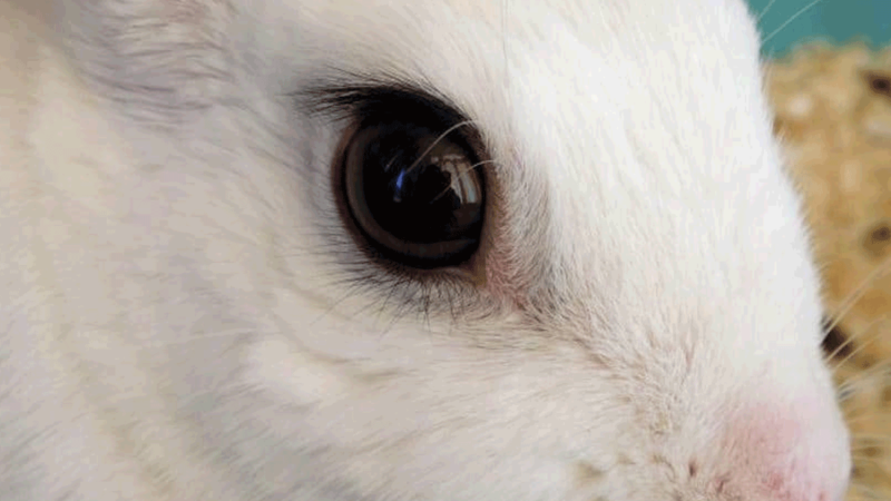 Can Rabbits See In Color | Are Rabbits Color blind