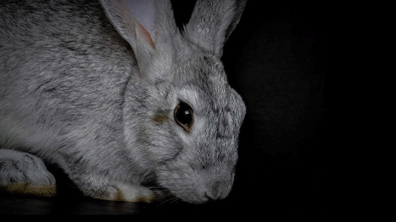 Can Rabbits See In Color | Are Rabbits Color blind