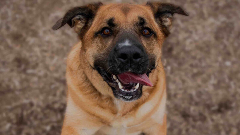 Top German Shepherd Mix | Mixed Shepherd Puppies That You Will Love