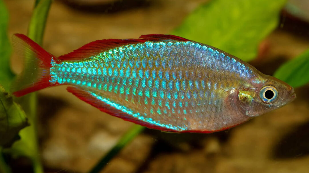 All About Dwarf Neon Rainbowfish Care Dwarf Rainbow Fish