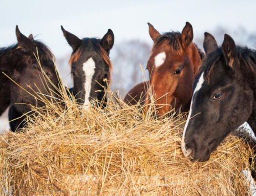 Best Horse For Beginners | How To Find The Right Horse For You