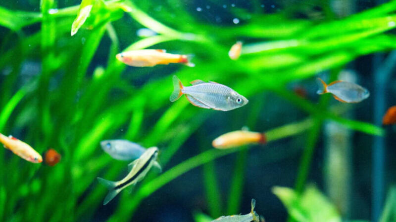A Detailed Intro to Dwarf Neon Rainbowfish- Ultimate Guide
