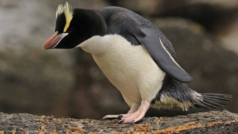 Top Most Unique Species of Penguin with Yellow Hair – BetterPetsLife