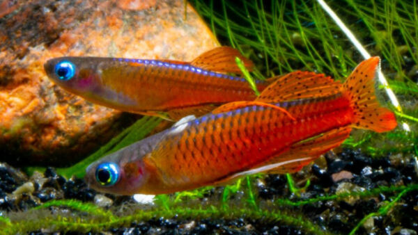 A Detailed Intro to Dwarf Neon Rainbowfish- Ultimate Guide