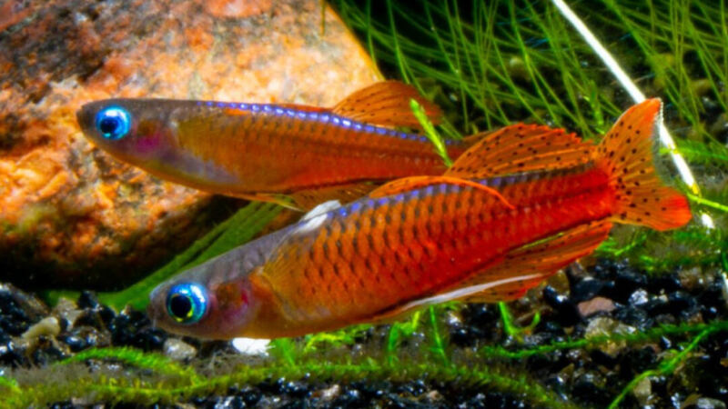 A Detailed Intro to Dwarf Neon Rainbowfish- Ultimate Guide
