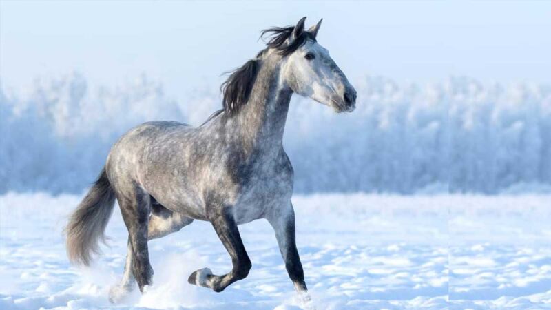 Top Dapple Grey Horse Facts | Better Pets Life