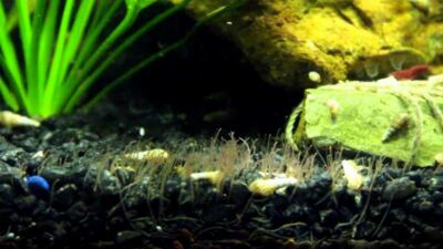 Camallanus Worms Treatment | How To Treat Worms In Fish Tanks