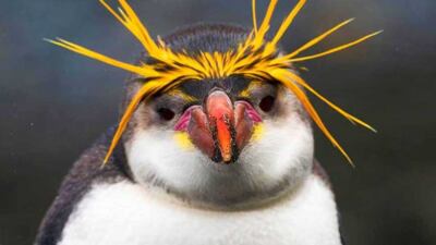 List of Famous Species of Penguin with Yellow Hair