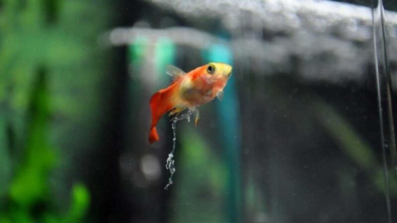 Camallanus Worms Treatment | How To Treat Worms In Fish Tanks