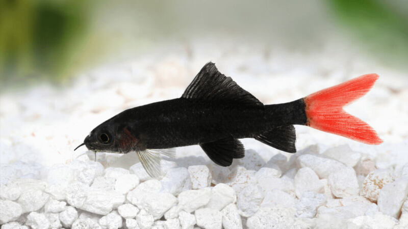 Top Freshwater Sharks for Aquariums | How Big They Really Get