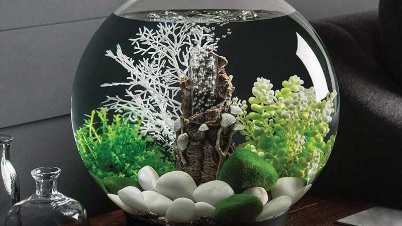 Best Fish Tanks That Will Make You Happy