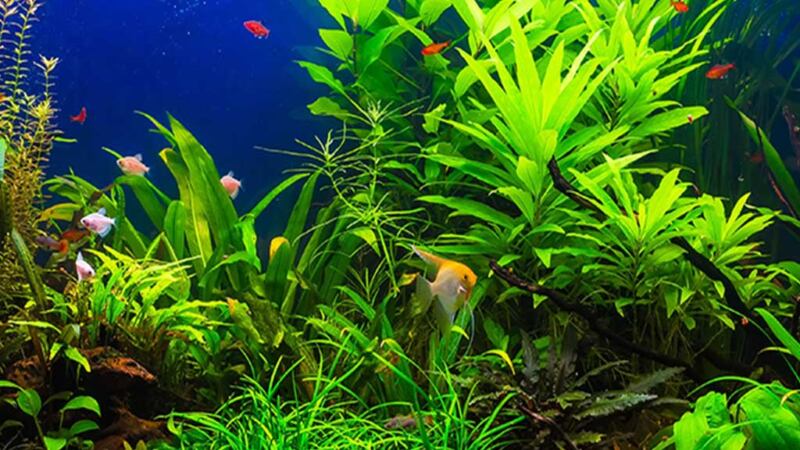 Best Fish Tanks That Will Make You Happy