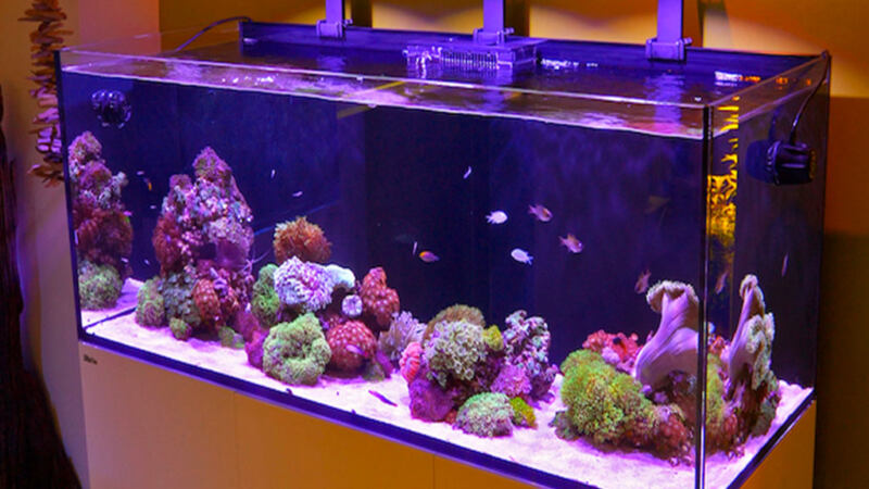 Best Fish Tanks That Will Make You Happy