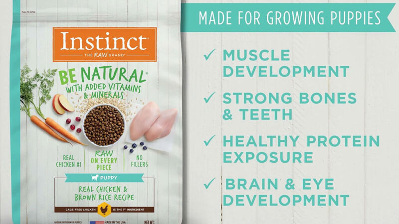 Best Dog Food for Boston Terriers: Tips and Recommendations