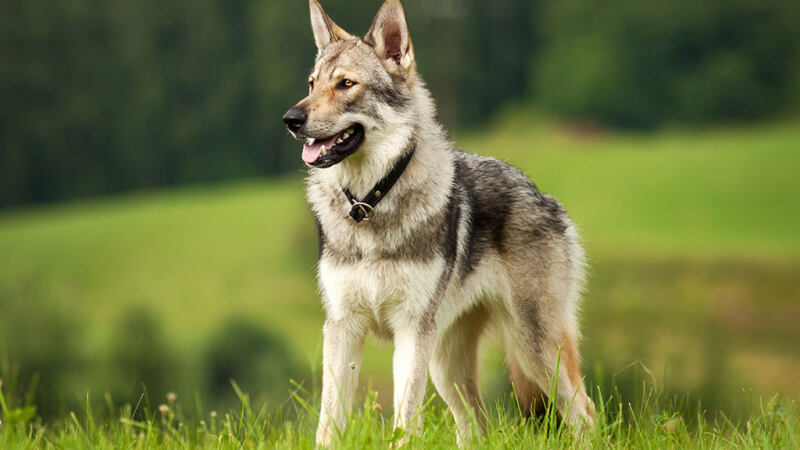 Discover the Best Wolf Dog Breeds for Unique Companionship