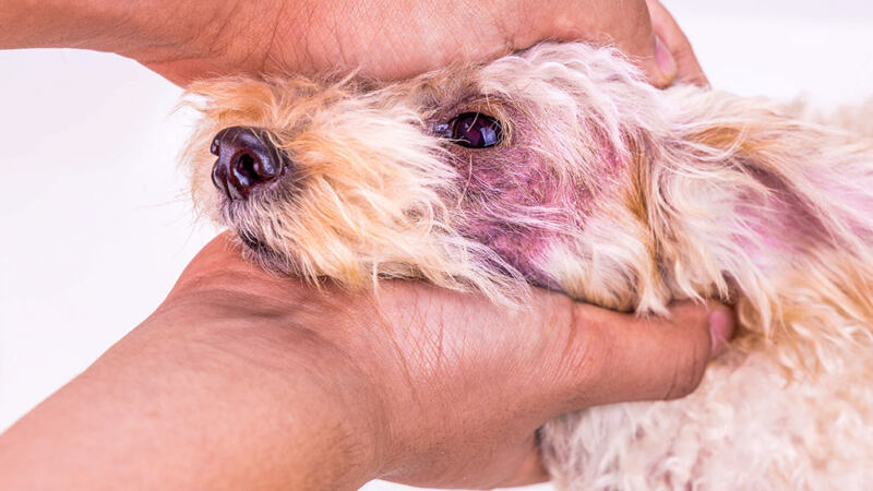 How to Tell if Your Dog Has a Fever : A Pet Parent's Guide