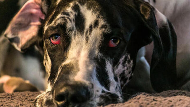 How to Tell if Your Dog Has a Fever : A Pet Parent's Guide