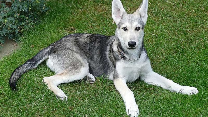Discover the Best Wolf Dog Breeds for Unique Companionship