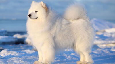 Discover the Best Wolf Dog Breeds for Unique Companionship