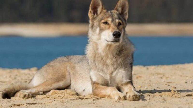 Discover the Best Wolf Dog Breeds for Unique Companionship