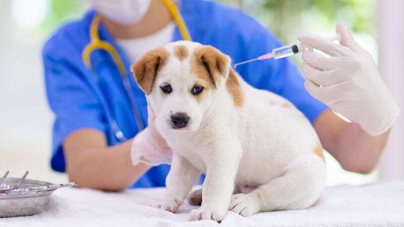 How to Tell if Your Dog Has a Fever : A Pet Parent's Guide