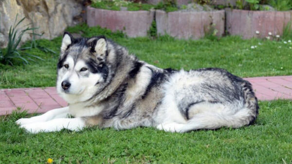 Discover the Best Wolf Dog Breeds for Unique Companionship