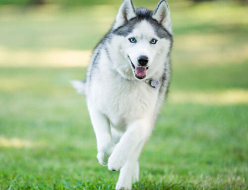 Corgi Dog Breeds: A Comprehensive Guide.