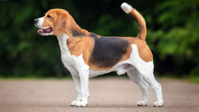 Discover the Finest Hound Dog Breeds for Tracking and Trailing
