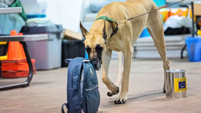 Discover the Finest Hound Dog Breeds for Tracking and Trailing