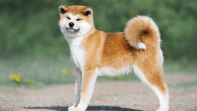 All You Need To Know About Your Favourite Pets | BetterPetsLife