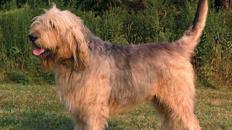 Discover the Finest Hound Dog Breeds for Tracking and Trailing