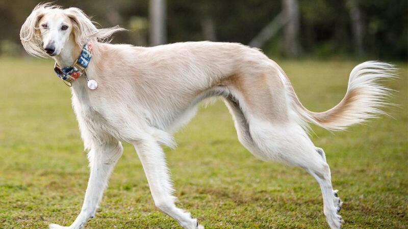 Discover the Finest Hound Dog Breeds for Tracking and Trailing