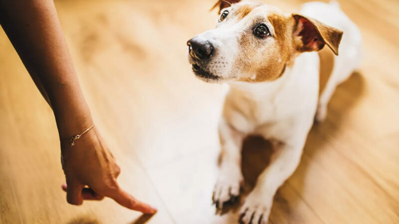 Discover the Finest Hound Dog Breeds for Tracking and Trailing