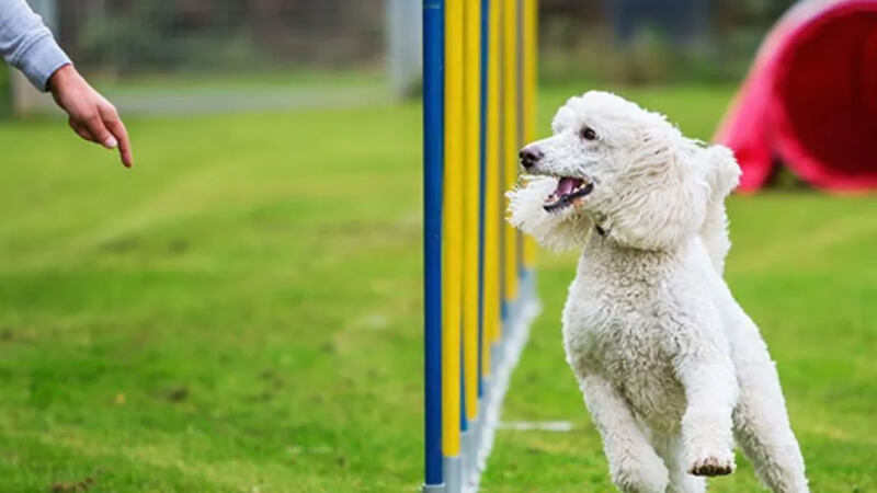 Top Smartest Dog Breeds for Their Impressive Intelligence