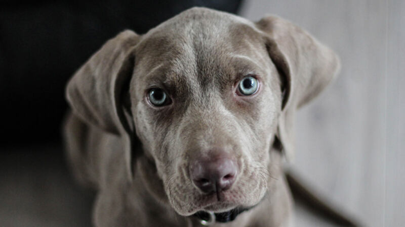 Top Smartest Dog Breeds for Their Impressive Intelligence