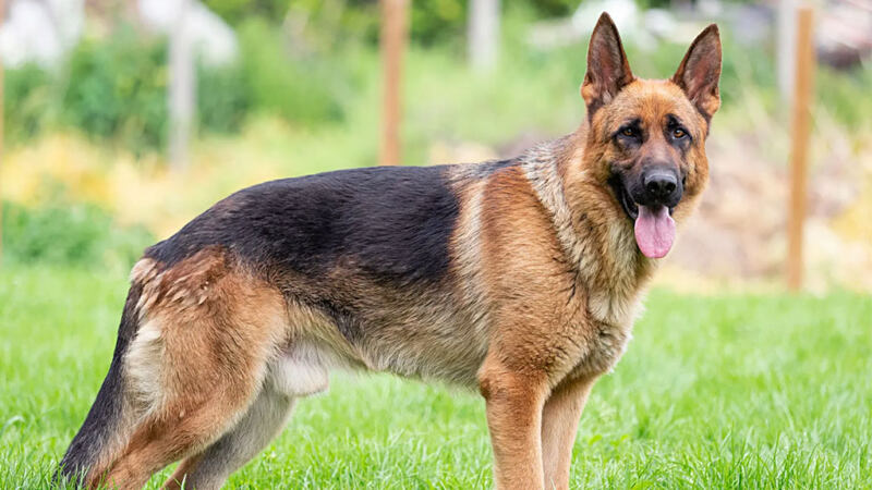 Top Smartest Dog Breeds for Their Impressive Intelligence