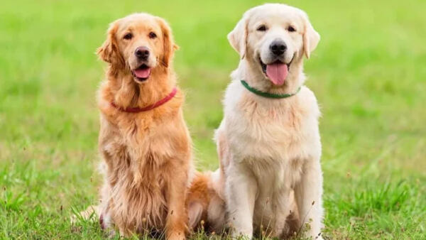 Top Smartest Dog Breeds for Their Impressive Intelligence