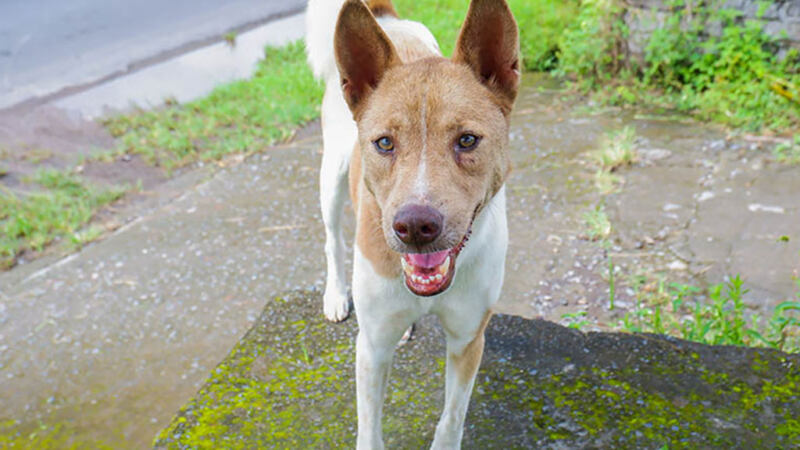 Rarest Dog Breeds: Discover Unique Canine Companions